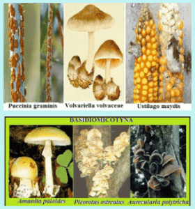 Kingdom Fungi (Jamur)