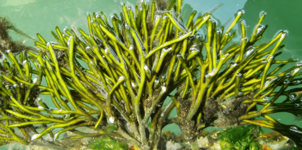 Ganggang (Alga) Adalah