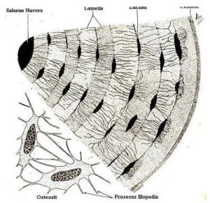 Jaringan Tulang – Pengertian, Fungsi, Letak, Rawan Dan Jaringan