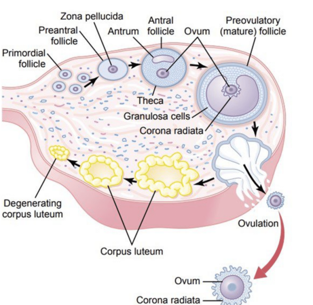 Spermatogenesis Adalah