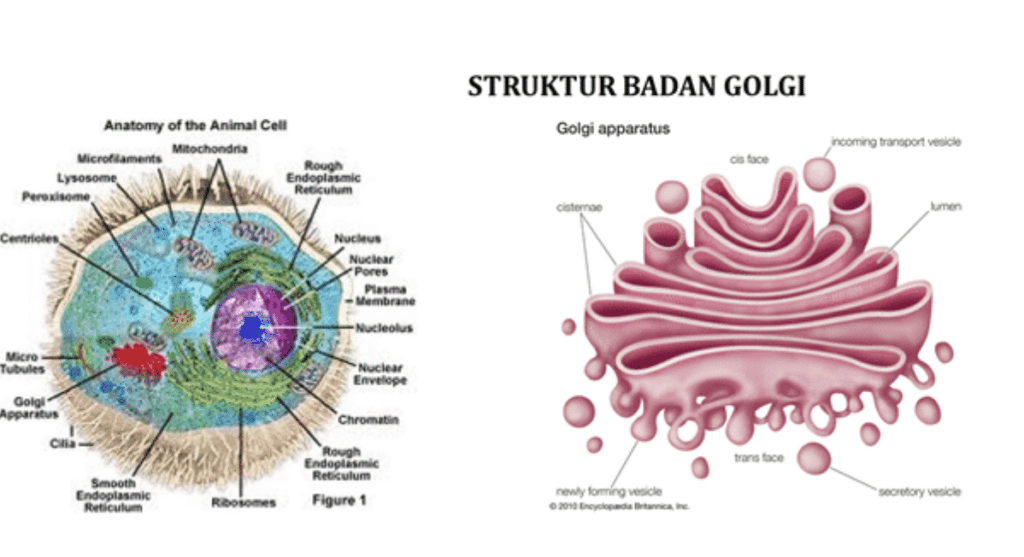 Badan Golgi