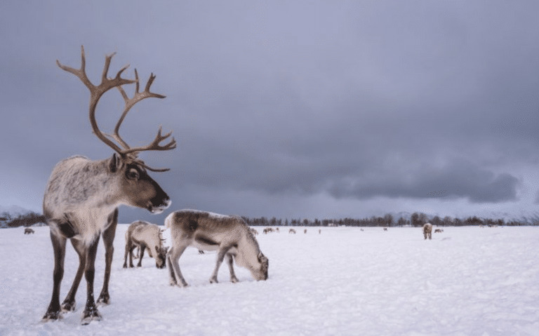 Persebaran Fauna Di Dunia