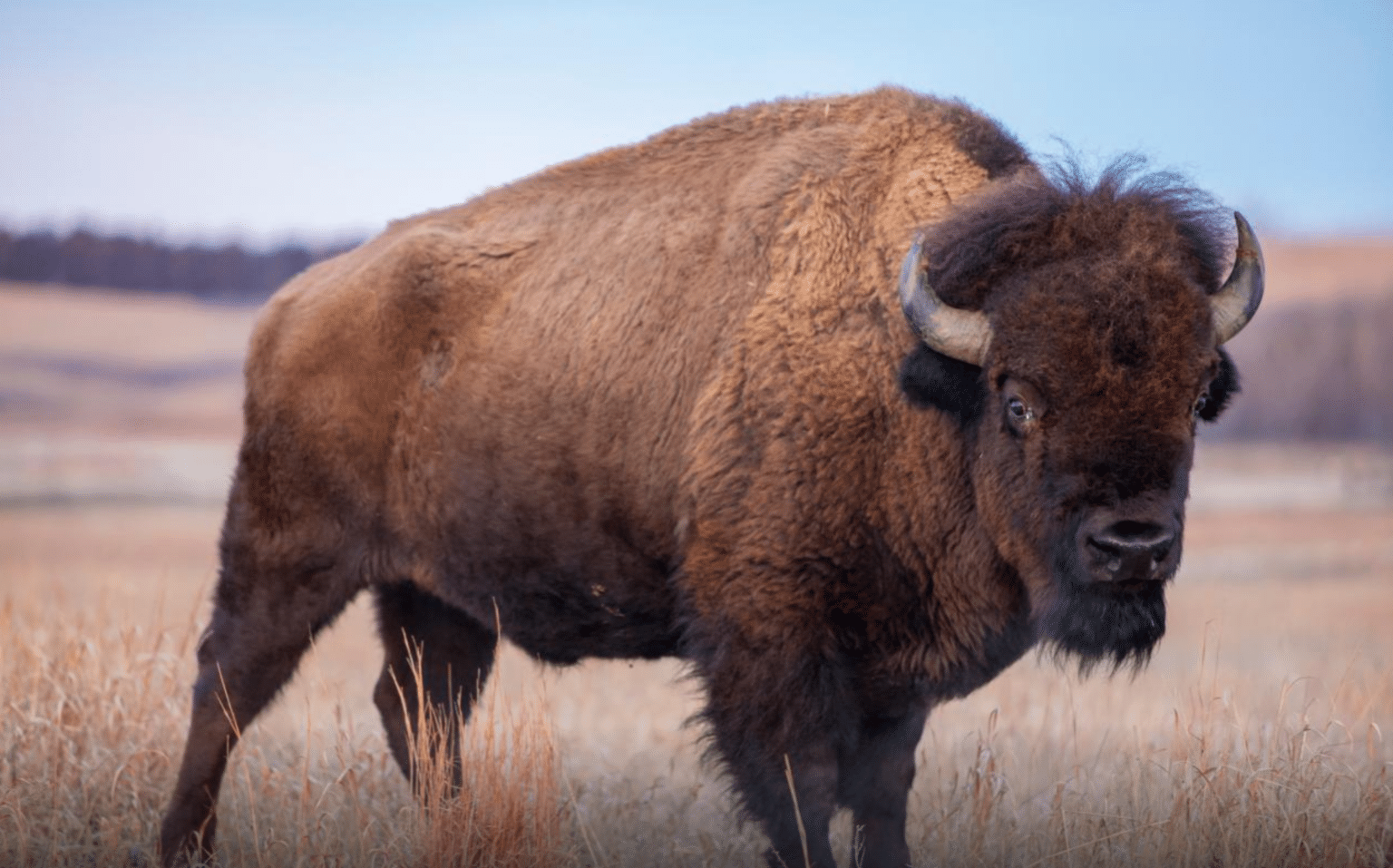 Persebaran Fauna Di Dunia