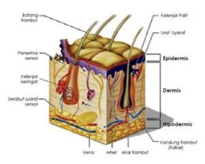 Kulit – Fungsi, Anatomi, Struktur, Lapisan, Kelenjar Dan Susunannya