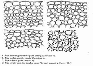 Jaringan Kolenkim Jaringan Kolenkim
